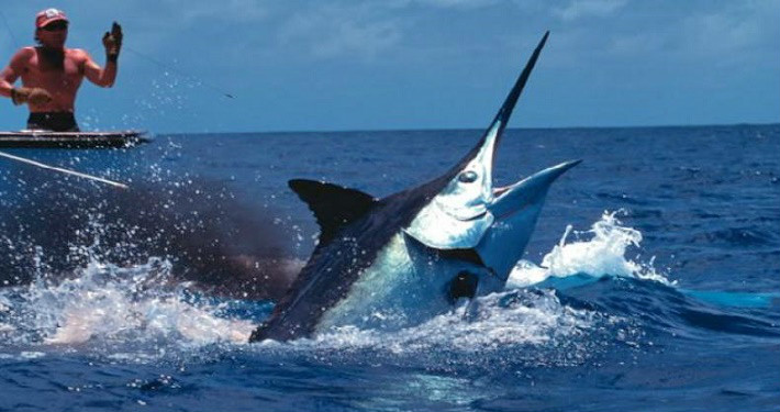 Buen Viaje a Cuba - Se busca al Blue Marlin en aguas cubanas